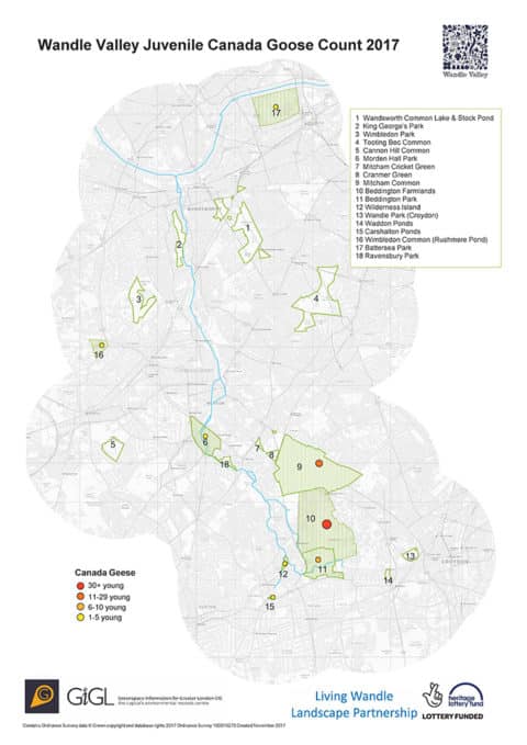 Show & Tell: Goose Count Maps - GIGL