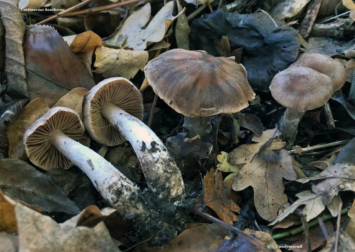 A Fantastic Fungi: new species to science - GIGL
