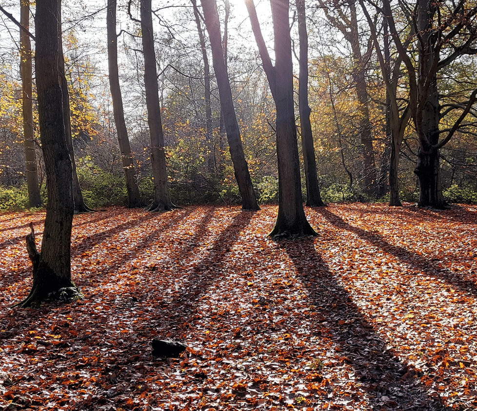 Rewild London: Haringey’s Ancient Woodlands - GIGL