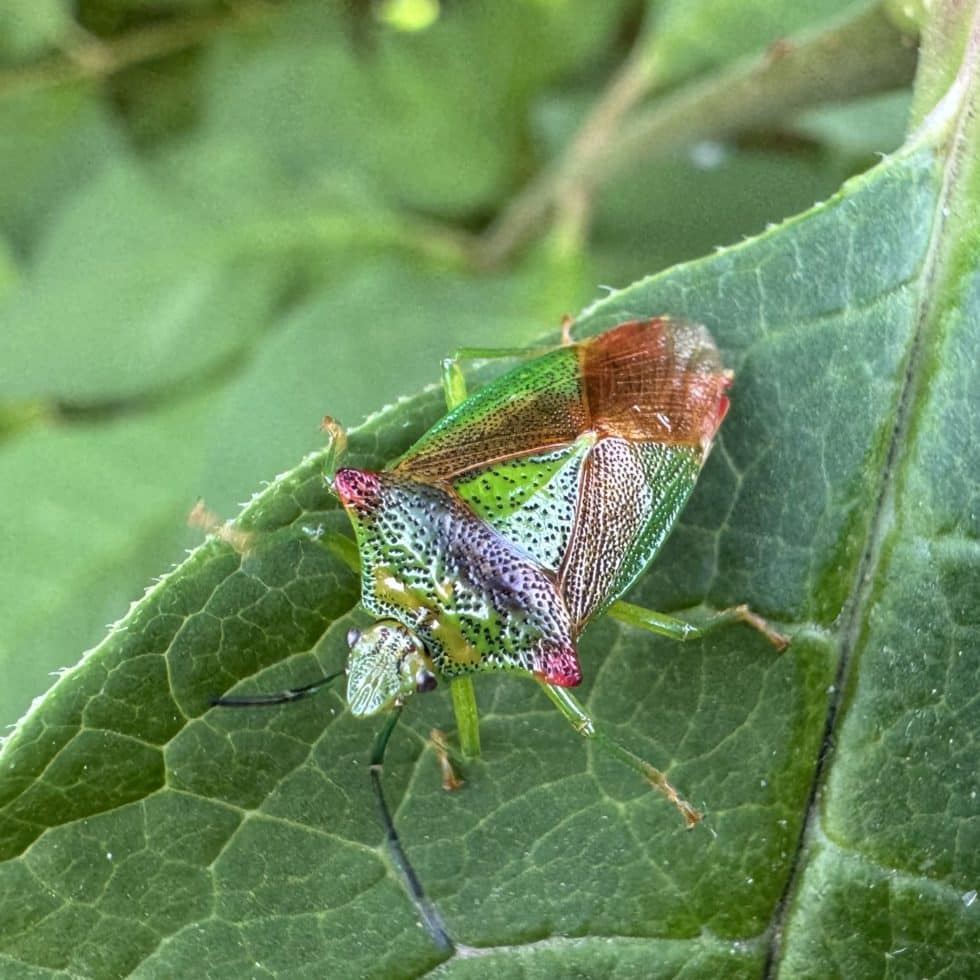 Exploring London’s Insect Records for National Insect Week (23-29 June ...