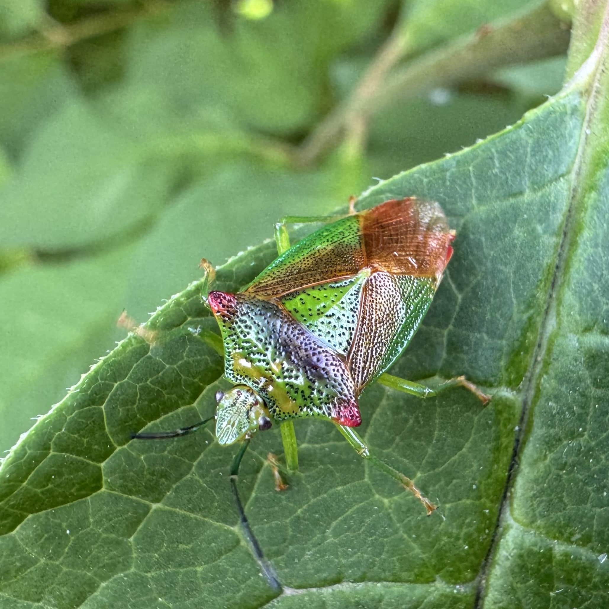Exploring London’s Insect Records for National Insect Week (23-29 June ...