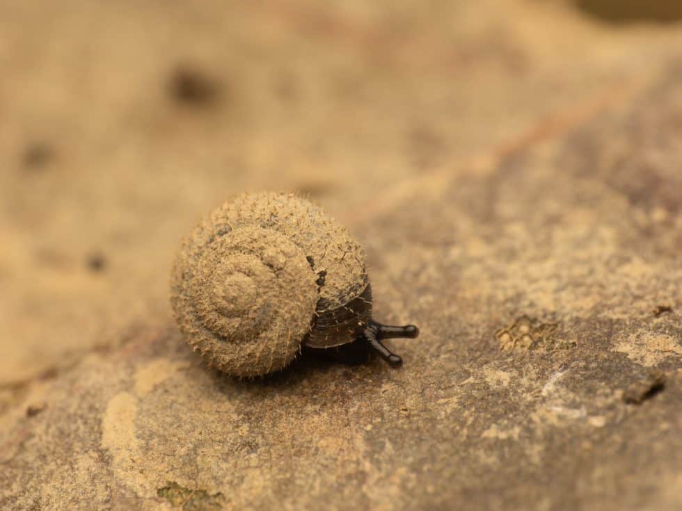 Mapping London’s Hidden Molluscs: The First Pan-London Survey for the ...
