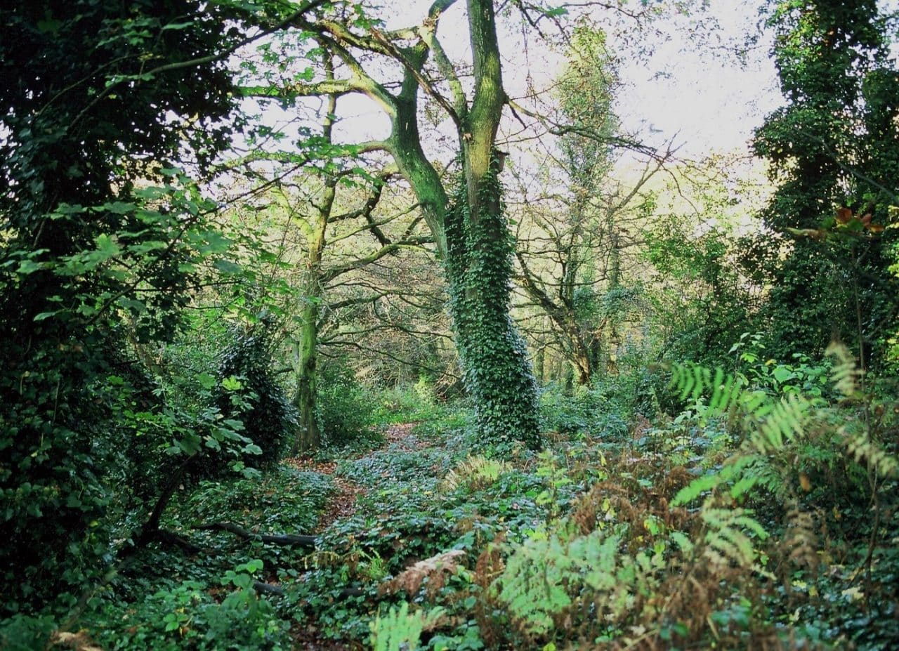 The Ancient Woodland Inventory Update Project - GIGL